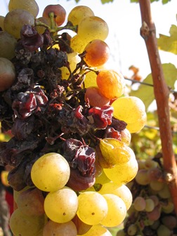 The secrets of Tokaji Aszú - Sophie's Winegarden