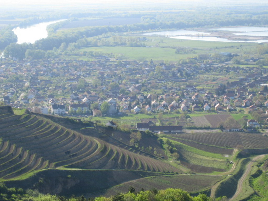 The magic of Tokaj - Sophie's Winegarden