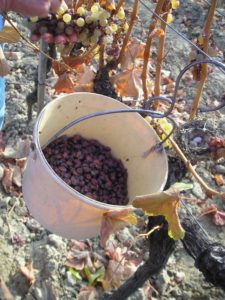 The secrets of Tokaji Aszú - Sophie's Winegarden