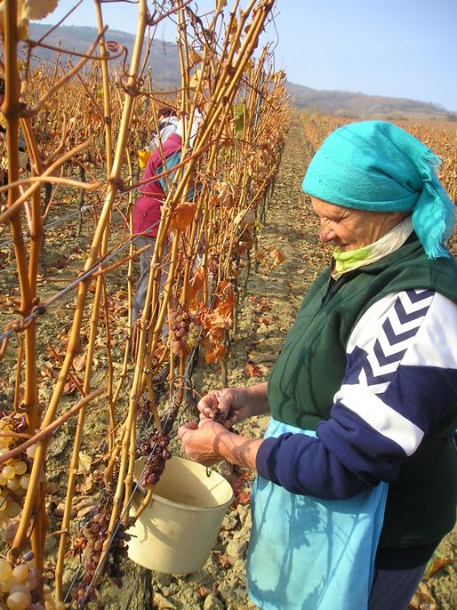 The secrets of Tokaji Aszú - Sophie's Winegarden